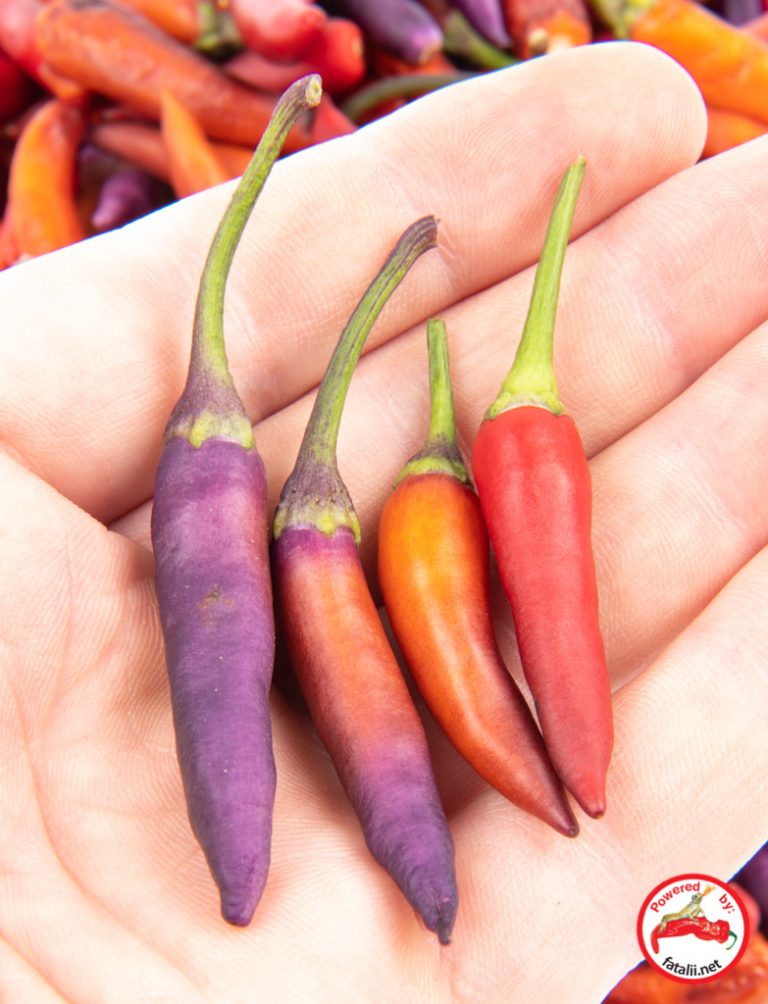 Fatalii’s Favorites – Fatalii Seeds