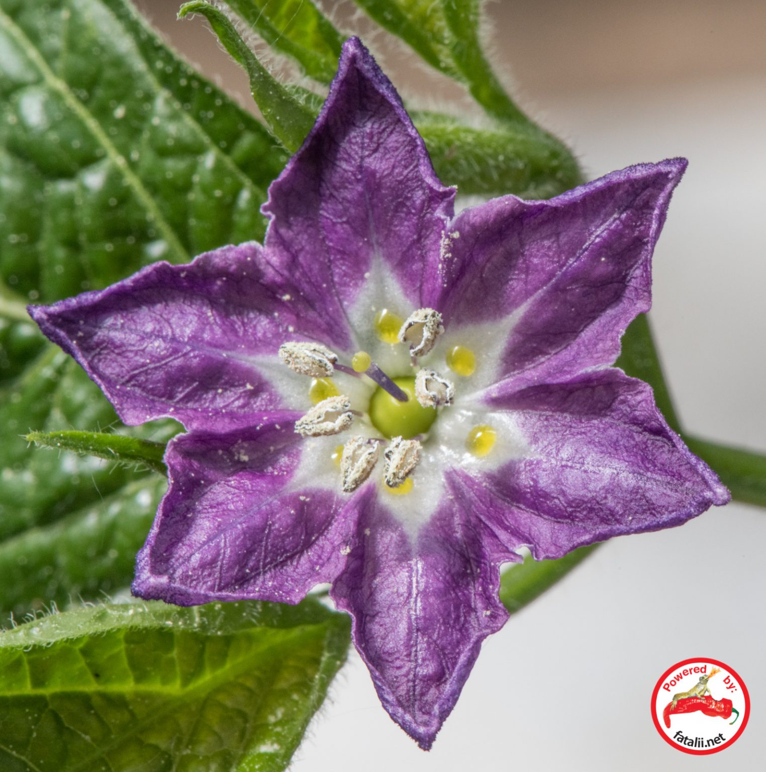 Rocoto, San Pedro Orange – Fatalii Seeds