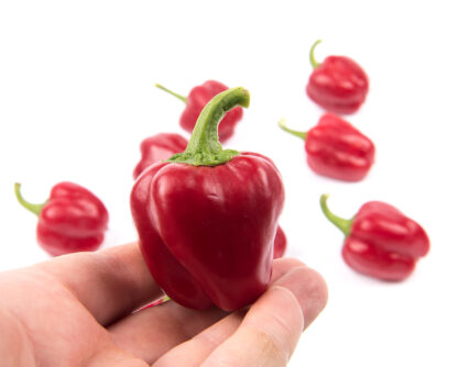 Tinkerbell – Fatalii Seeds
