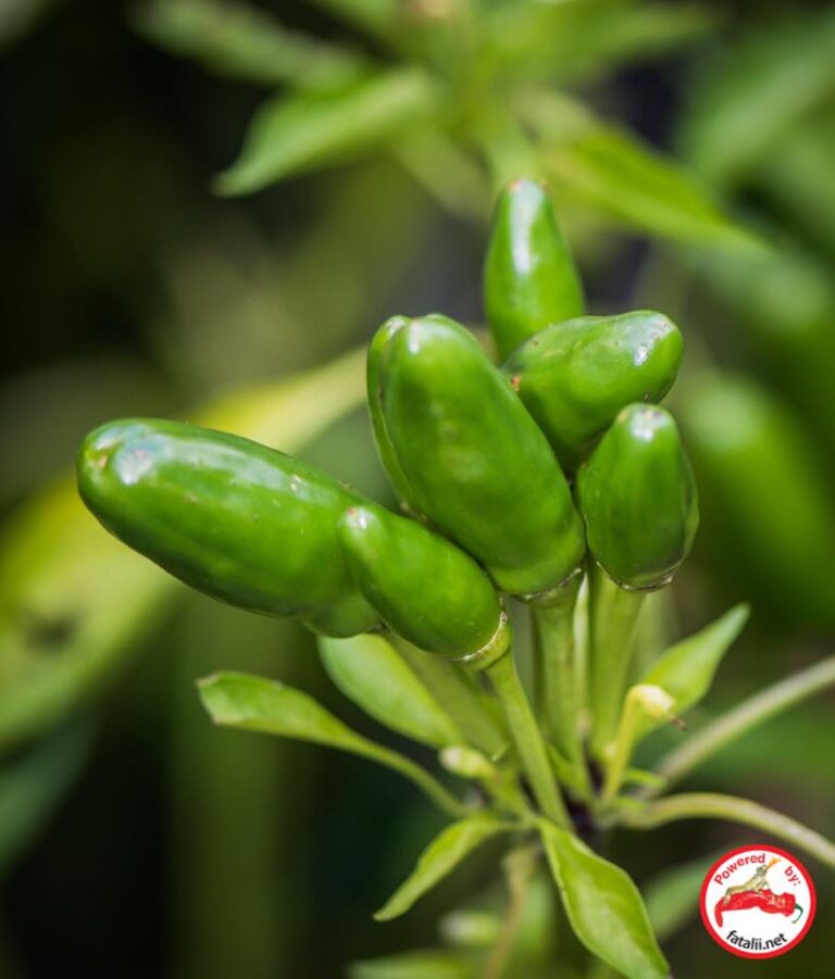 Indian Chili Bullet – Fatalii Seeds