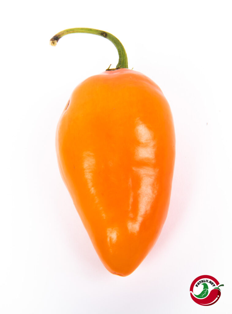 Rocoto, San Pedro Orange – Fatalii Seeds