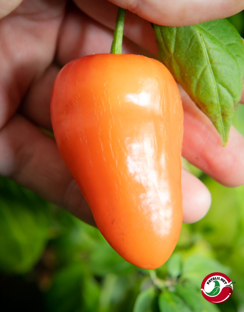 Rocoto, San Pedro Orange – Fatalii Seeds
