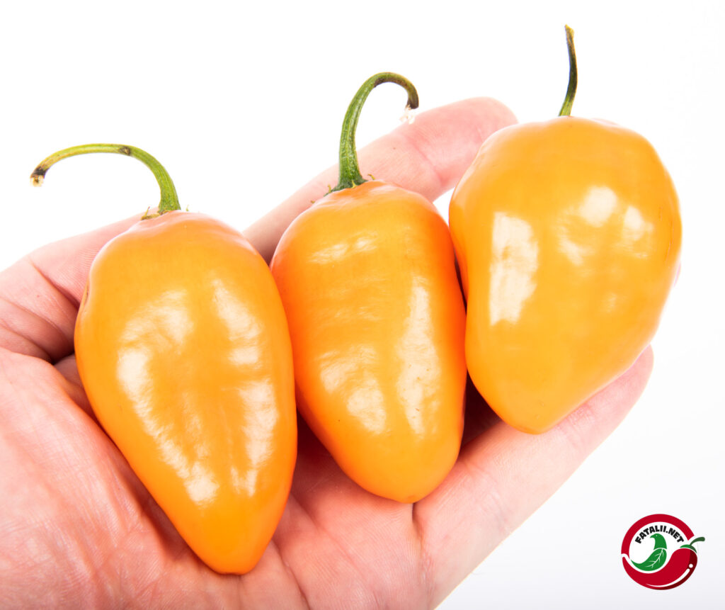 Rocoto, San Pedro Orange – Fatalii Seeds