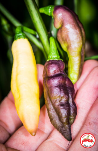 Smooth White – Fatalii Seeds