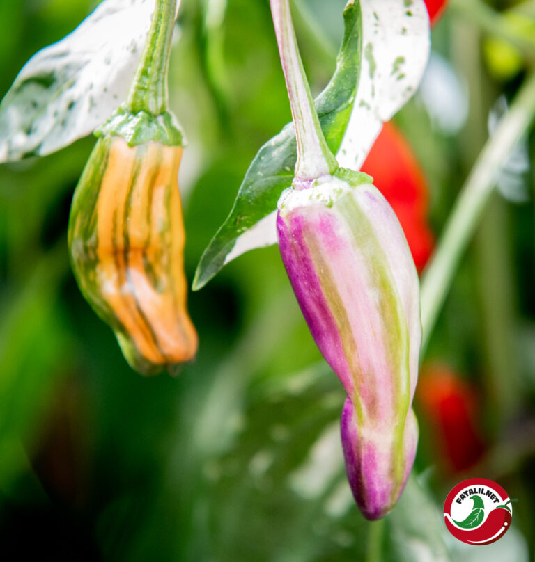 Tricolor – Fatalii Seeds