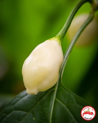Inca Red – Fatalii Seeds