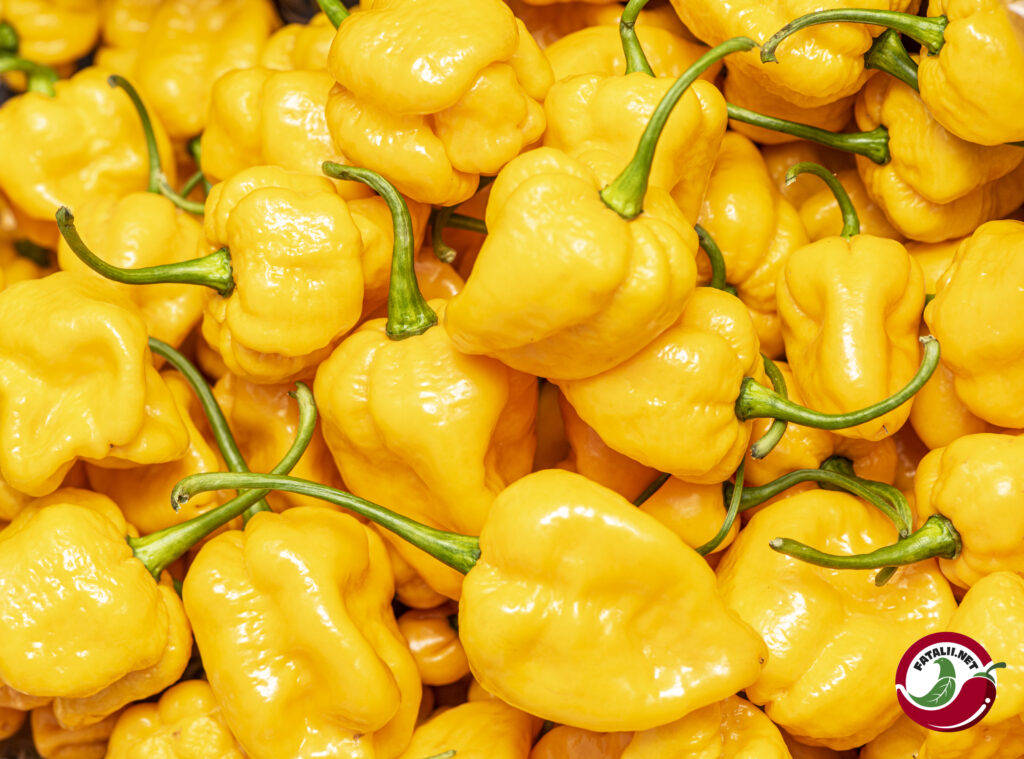 7pot Brain Strain Yellow – Fatalii Seeds