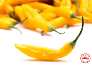 Aji Cito – Fatalii Seeds