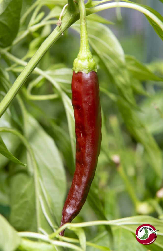 Chocolate Mirasol – Fatalii Seeds