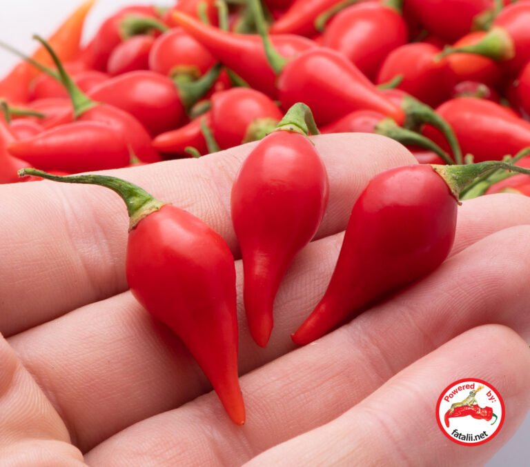 BONCHI BOOKLET (English) – Fatalii Seeds