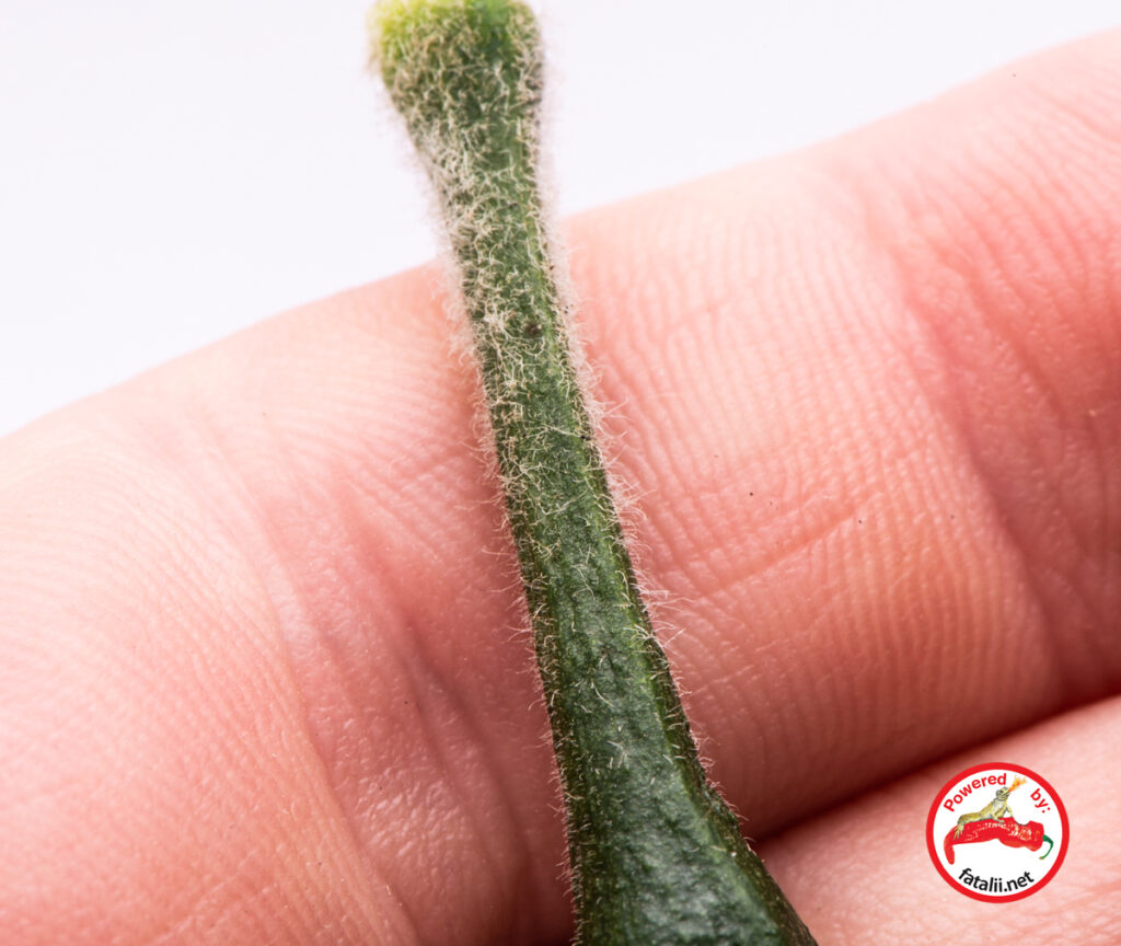 Goat’s Weed – Fatalii Seeds