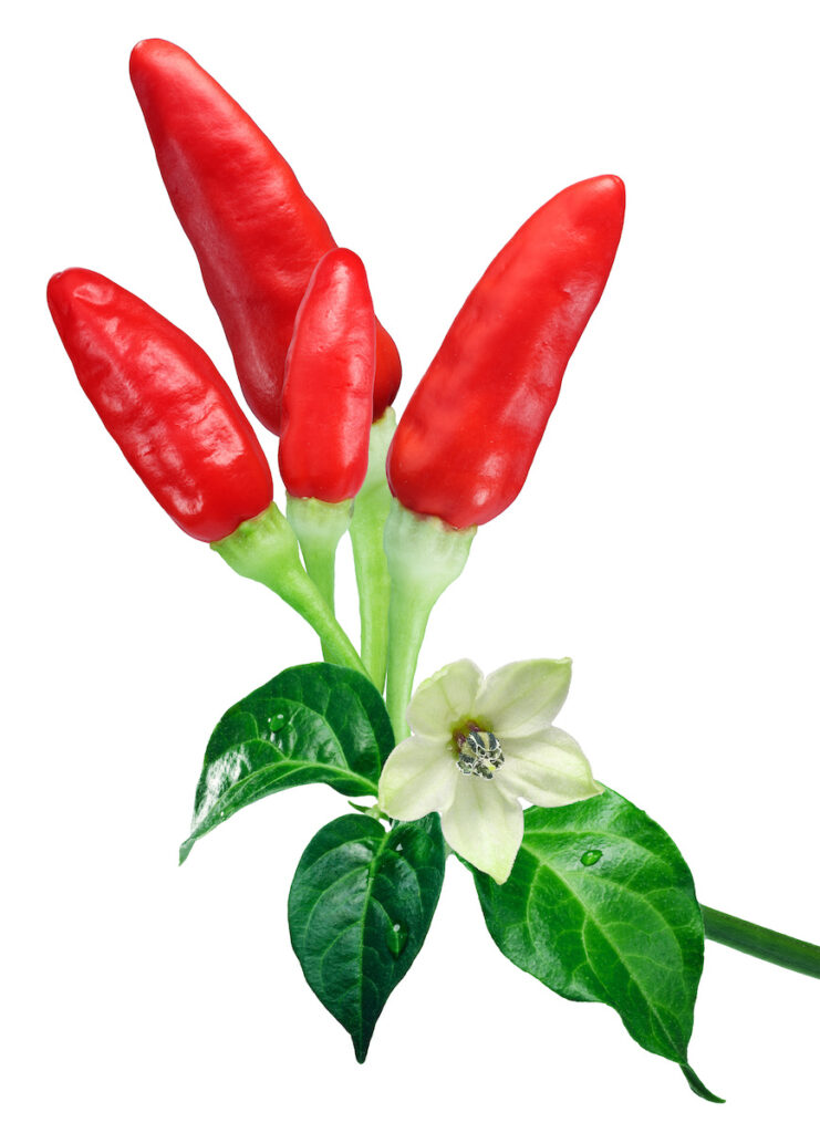 Jalapeno, Goliath – Fatalii Seeds