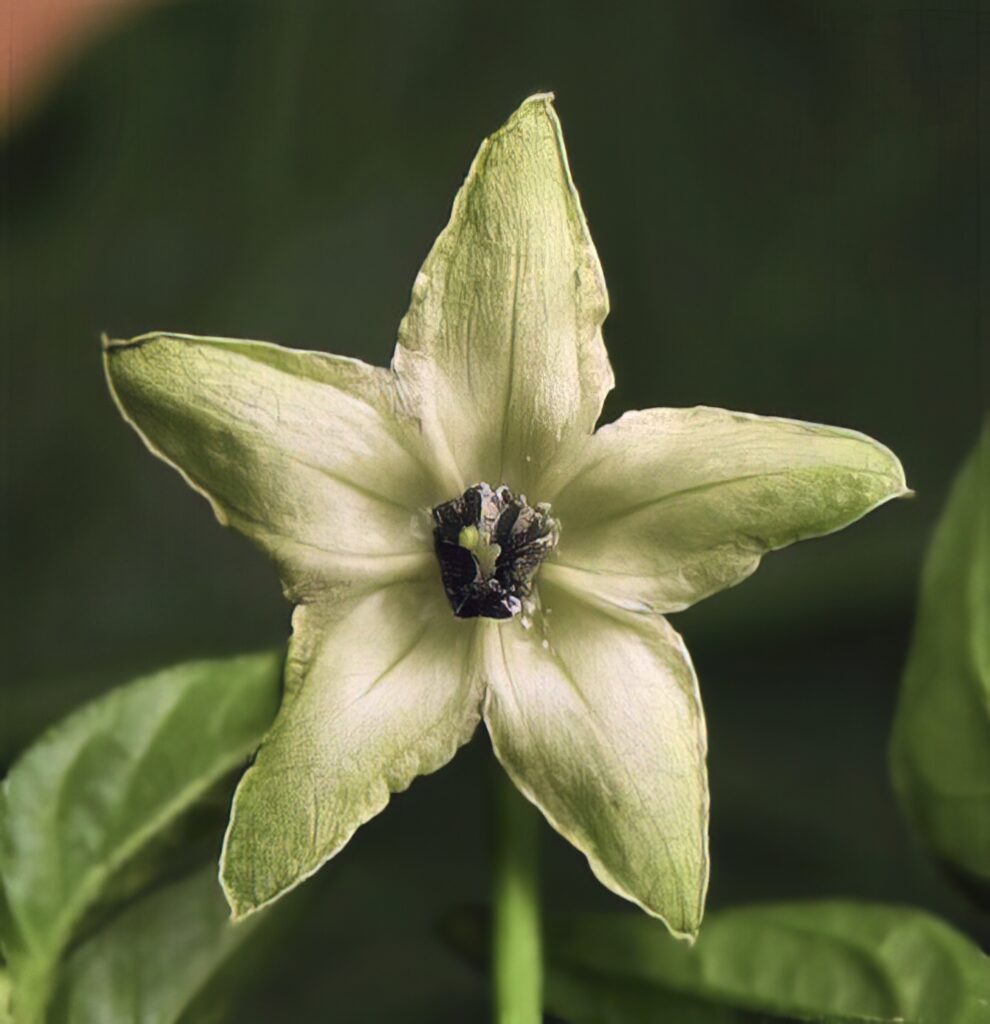 Tabasco – Fatalii Seeds