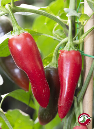 Jalapeno, Goliath – Fatalii Seeds