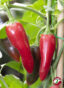 Jalapeno, Goliath – Fatalii Seeds