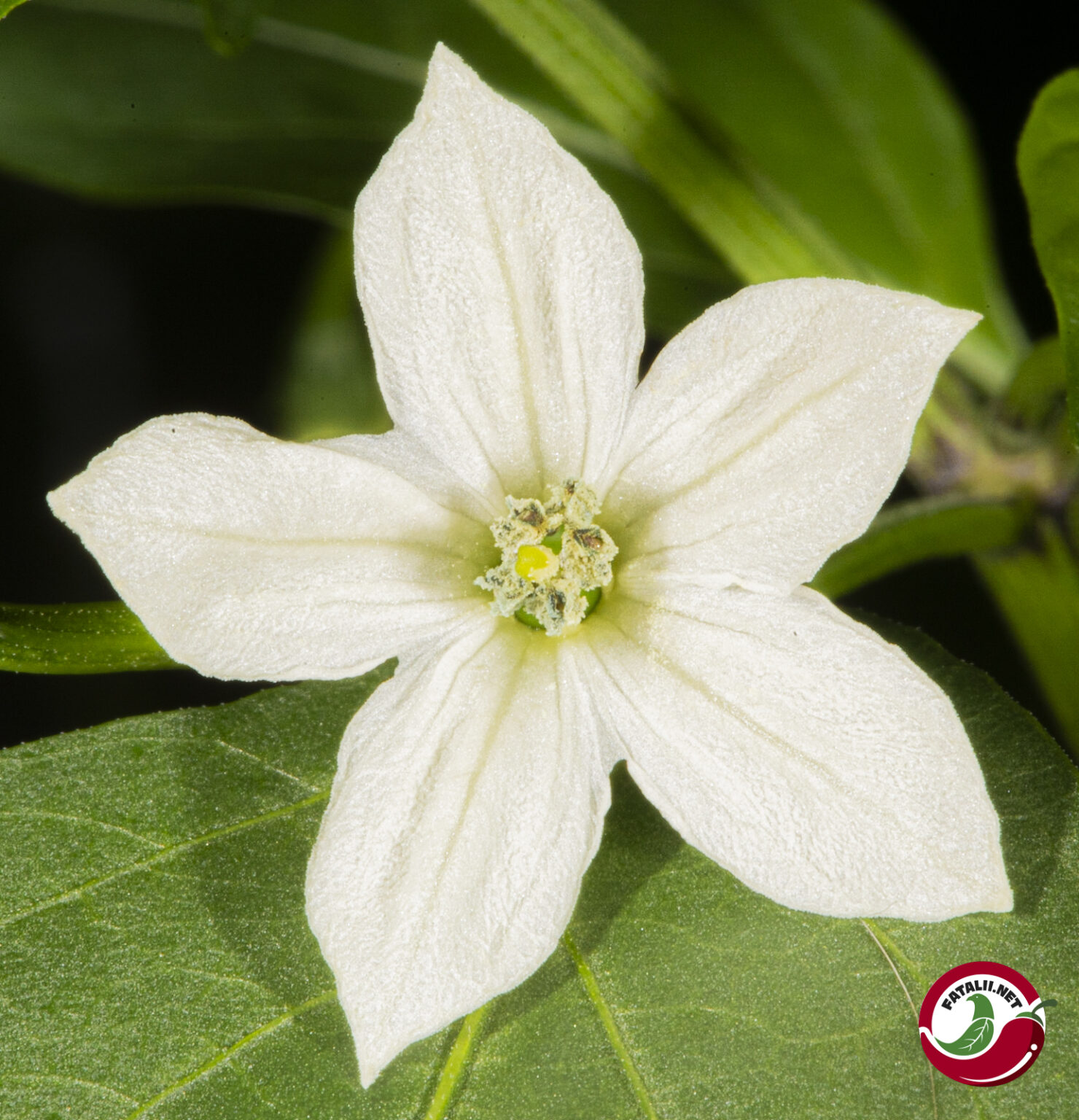 Jalapeno, Goliath – Fatalii Seeds