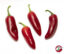 Jalapeno, Goliath – Fatalii Seeds