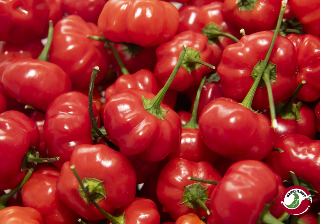 Brazilian Pumpkin – Fatalii Seeds