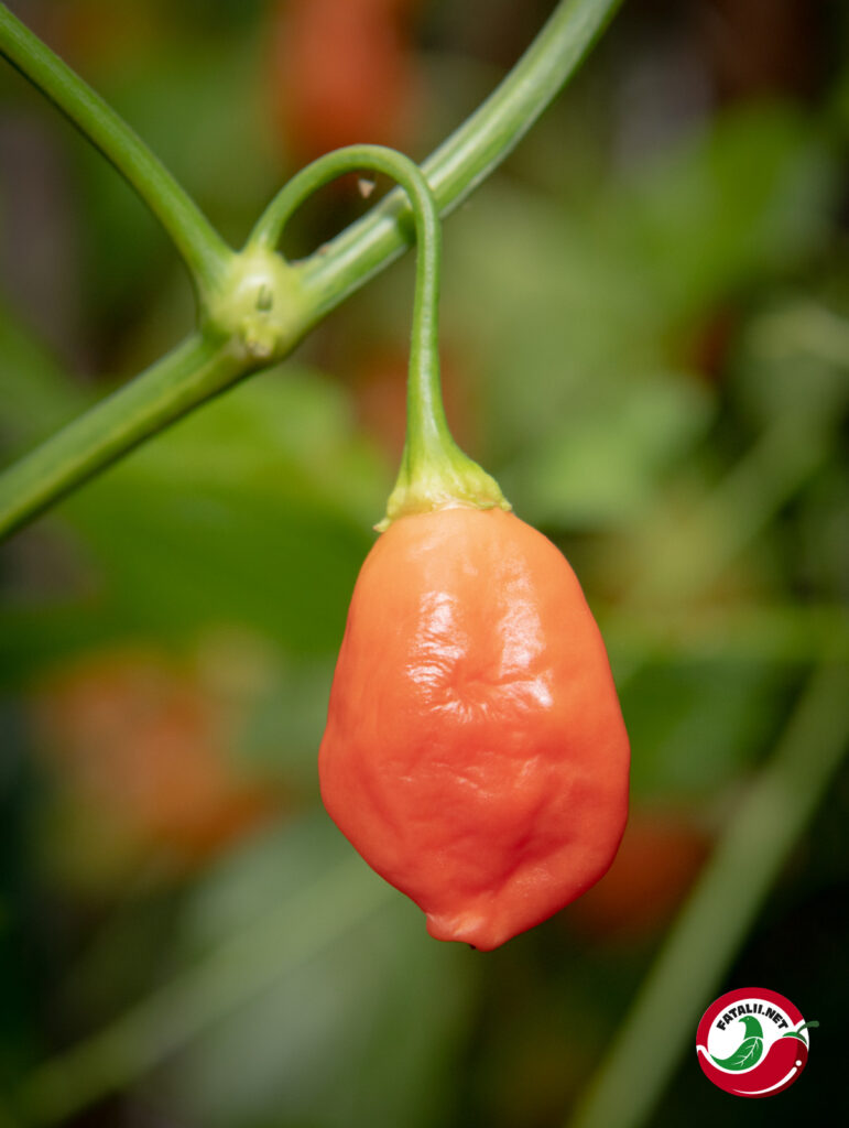Inca Berry – Fatalii Seeds