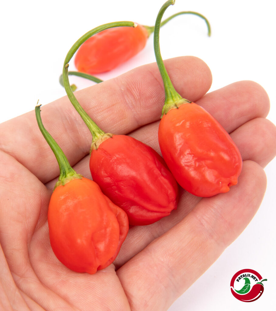 Inca Berry – Fatalii Seeds