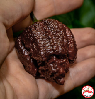 Apocalypse Chocolate – Fatalii Seeds