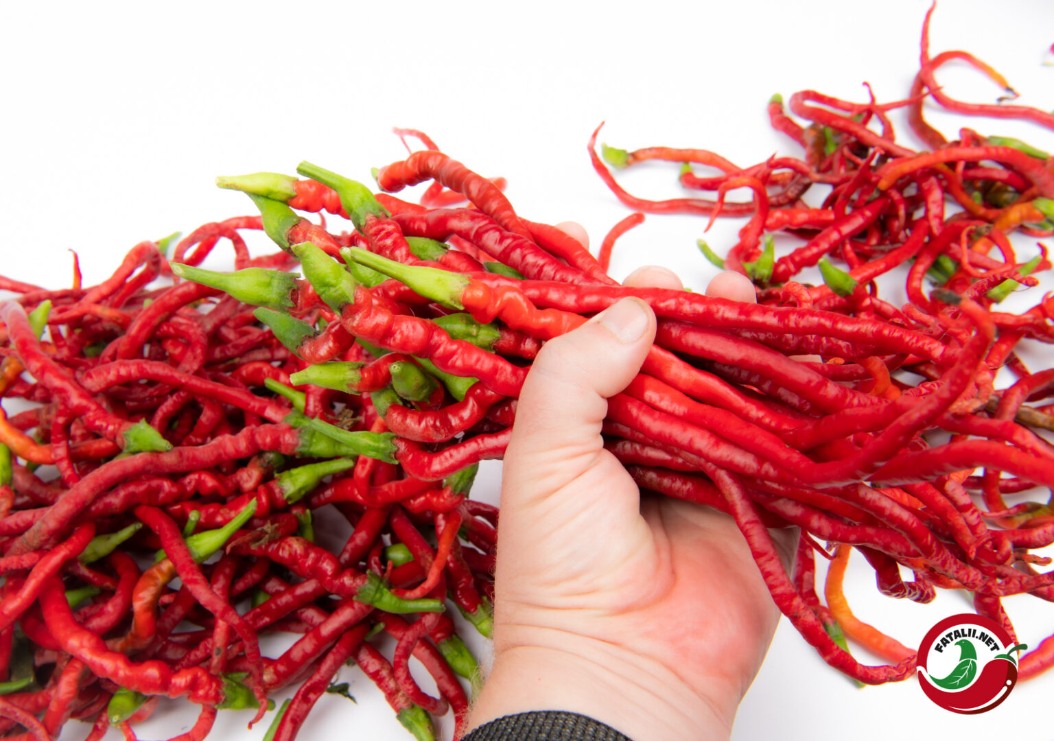 Bangalore Whippet’s Tail – Fatalii Seeds