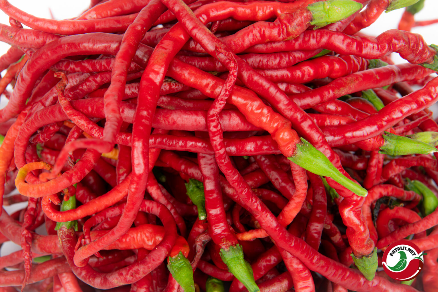 Bangalore Whippet’s Tail – Fatalii Seeds