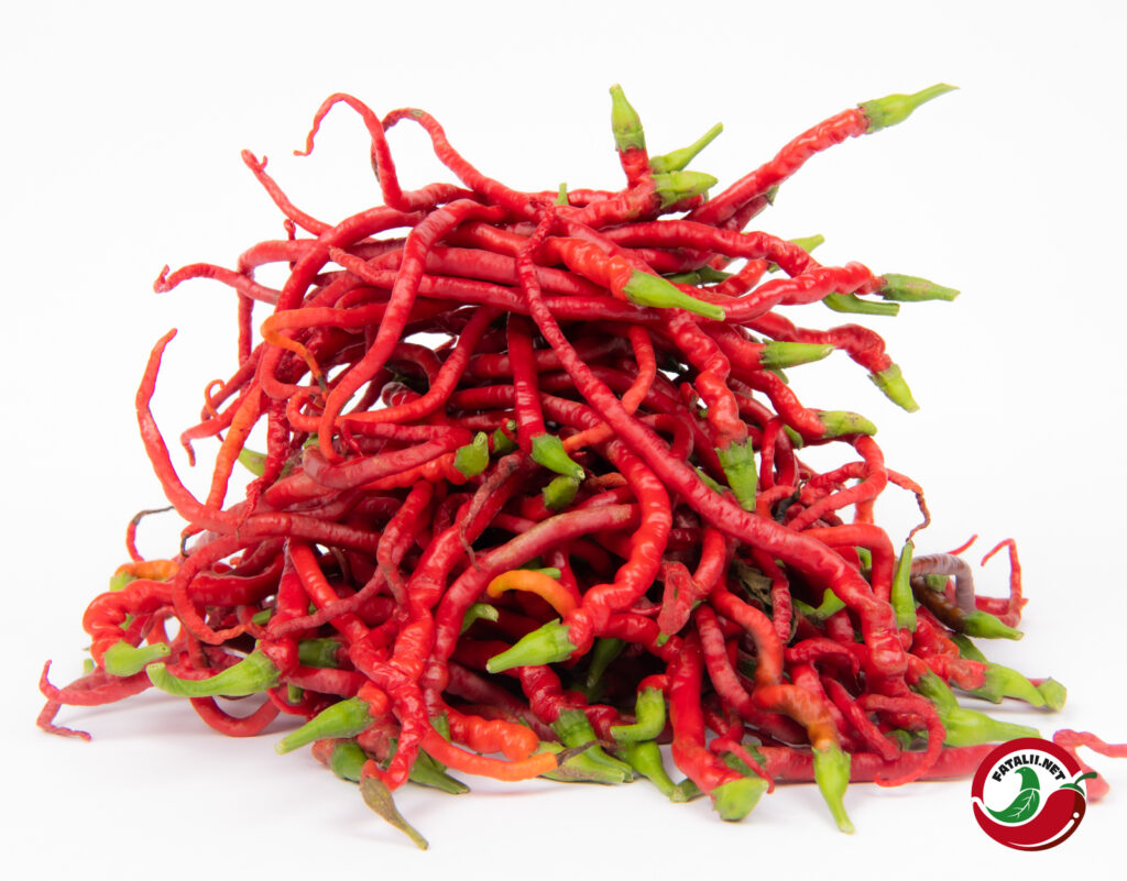 Bangalore Whippet’s Tail – Fatalii Seeds