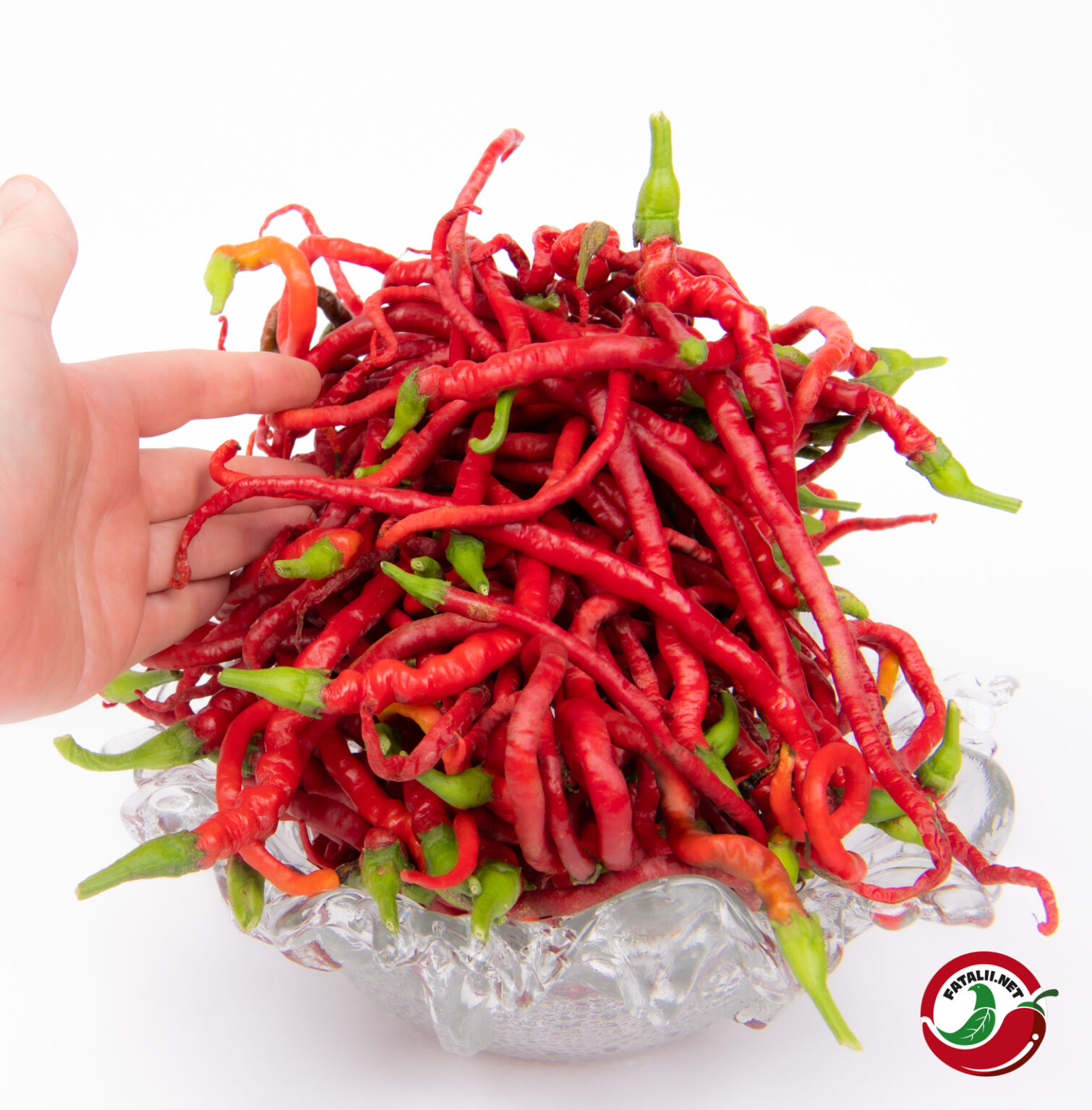 Bangalore Whippet’s Tail – Fatalii Seeds