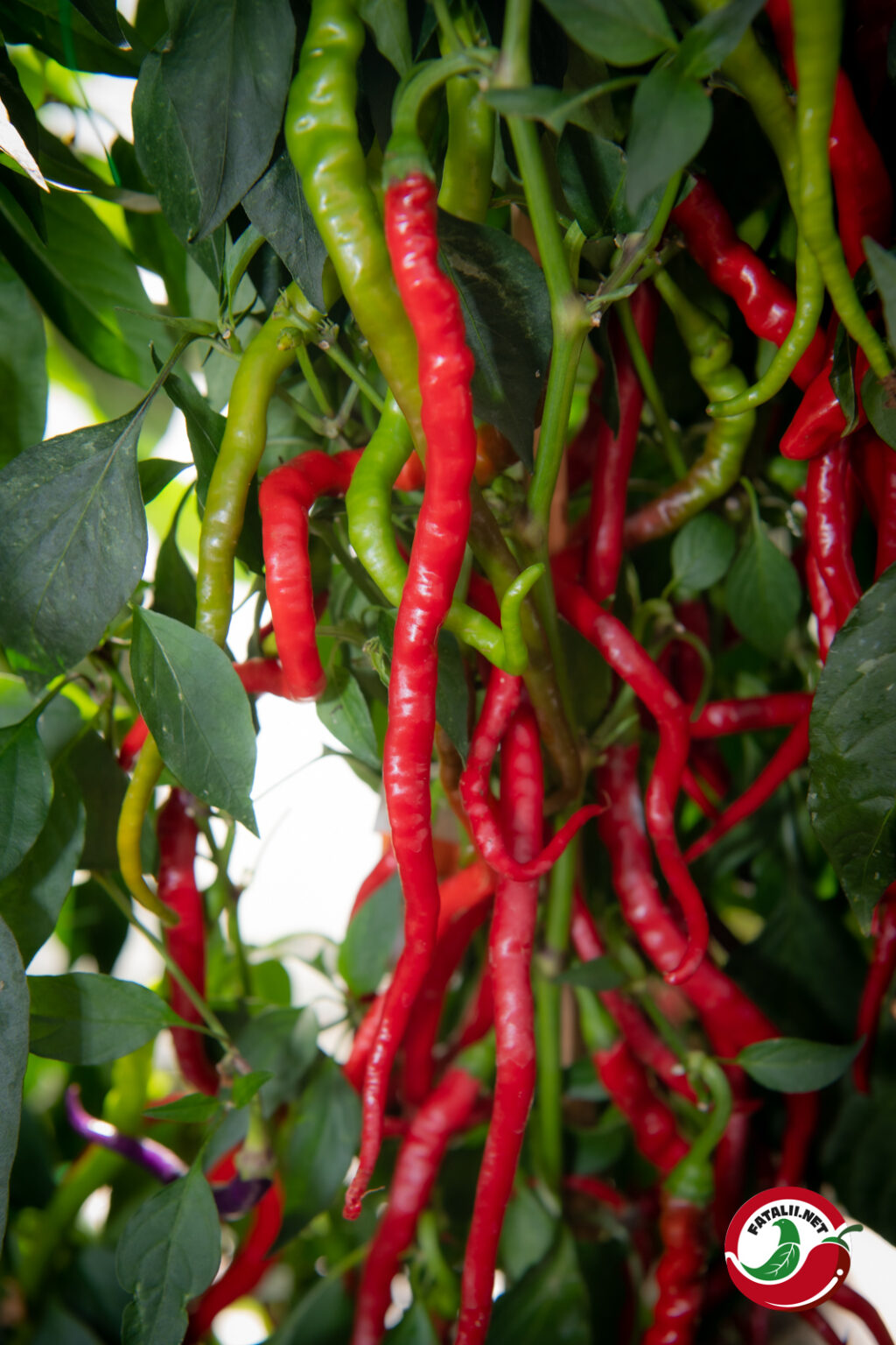 Bangalore Whippet’s Tail – Fatalii Seeds