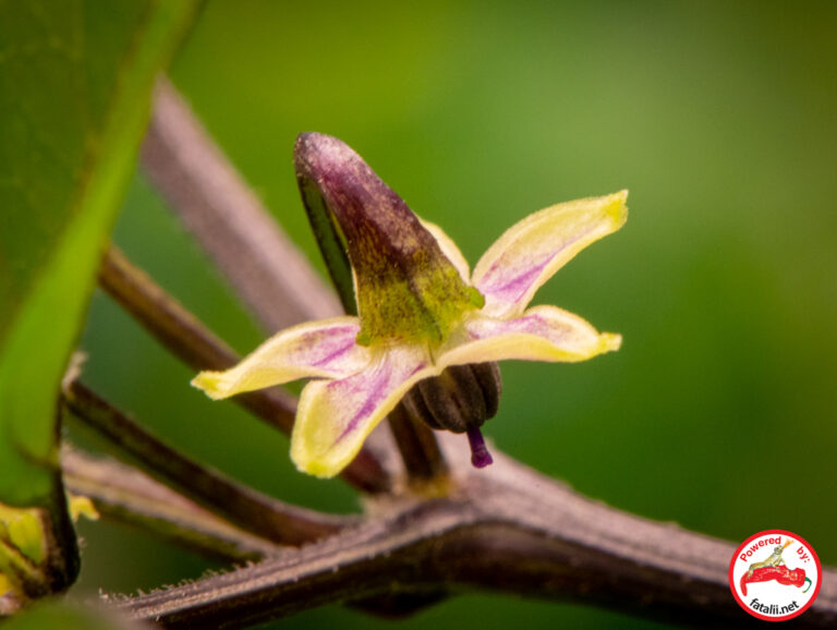 Bico Roxa – Fatalii Seeds