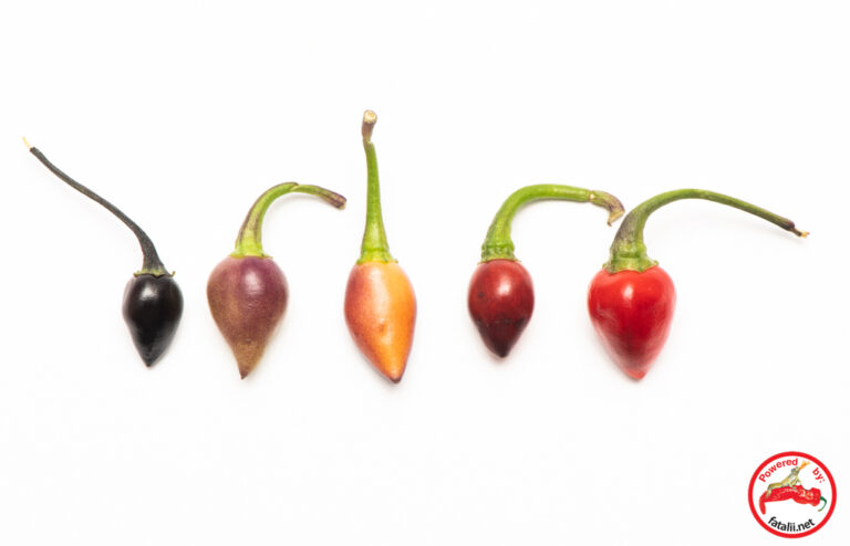 Bico Roxa – Fatalii Seeds