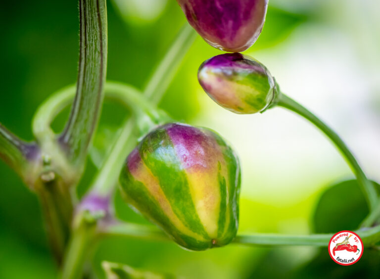Kanon Pepper F2 – Fatalii Seeds