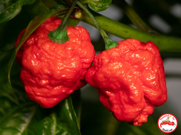Moruga Red Monster – Fatalii Seeds