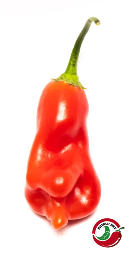 Aji Flor Morado – Fatalii Seeds