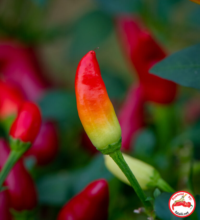 Prairie Fire – Fatalii Seeds