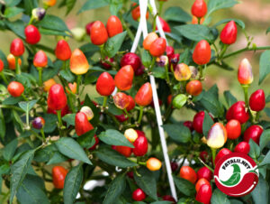 Pyramid Chili – Fatalii Seeds