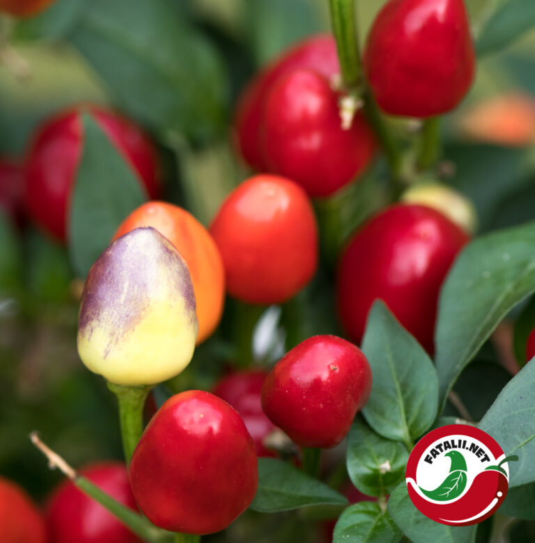 Pyramid Chili – Fatalii Seeds