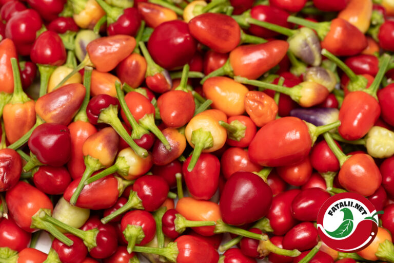 Pyramid Chili – Fatalii Seeds