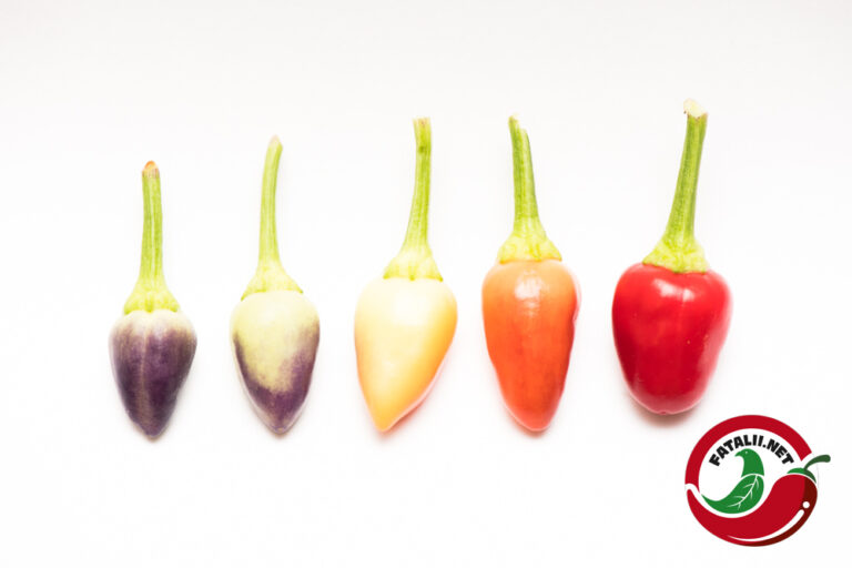 Pyramid Chili – Fatalii Seeds