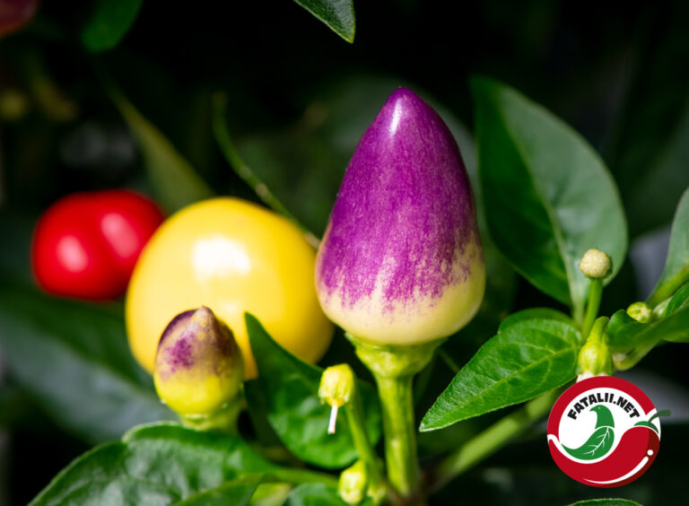 Pyramid Chili – Fatalii Seeds