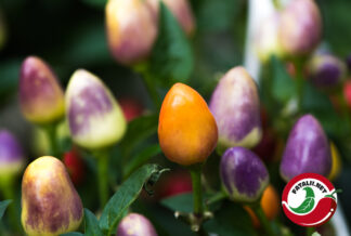 Pyramid Chili – Fatalii Seeds