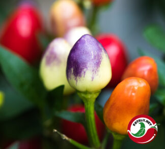 Pyramid Chili – Fatalii Seeds