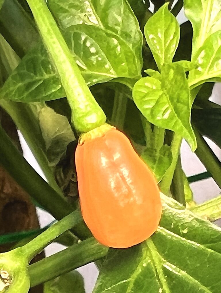 Cabaca Peach – Fatalii Seeds