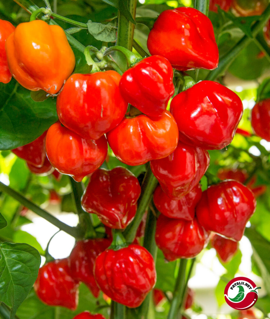 Habanero, Caribbean Red – Fatalii Seeds