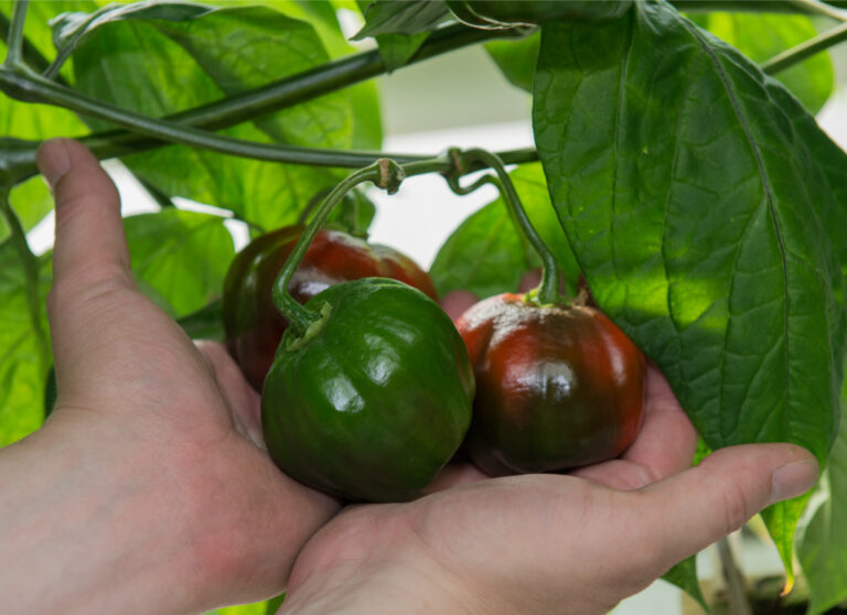 Rocoto, Red Peruvian – Fatalii Seeds