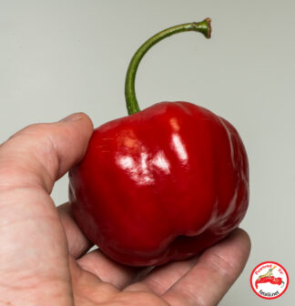 Rocoto, Red Peruvian – Fatalii Seeds