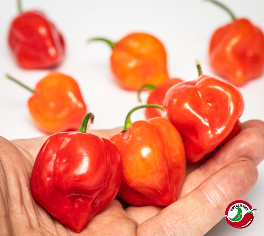 Habanero, Caribbean Red – Fatalii Seeds