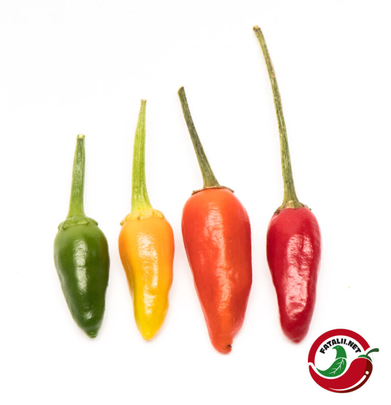 Mono Chico Peru – Fatalii Seeds