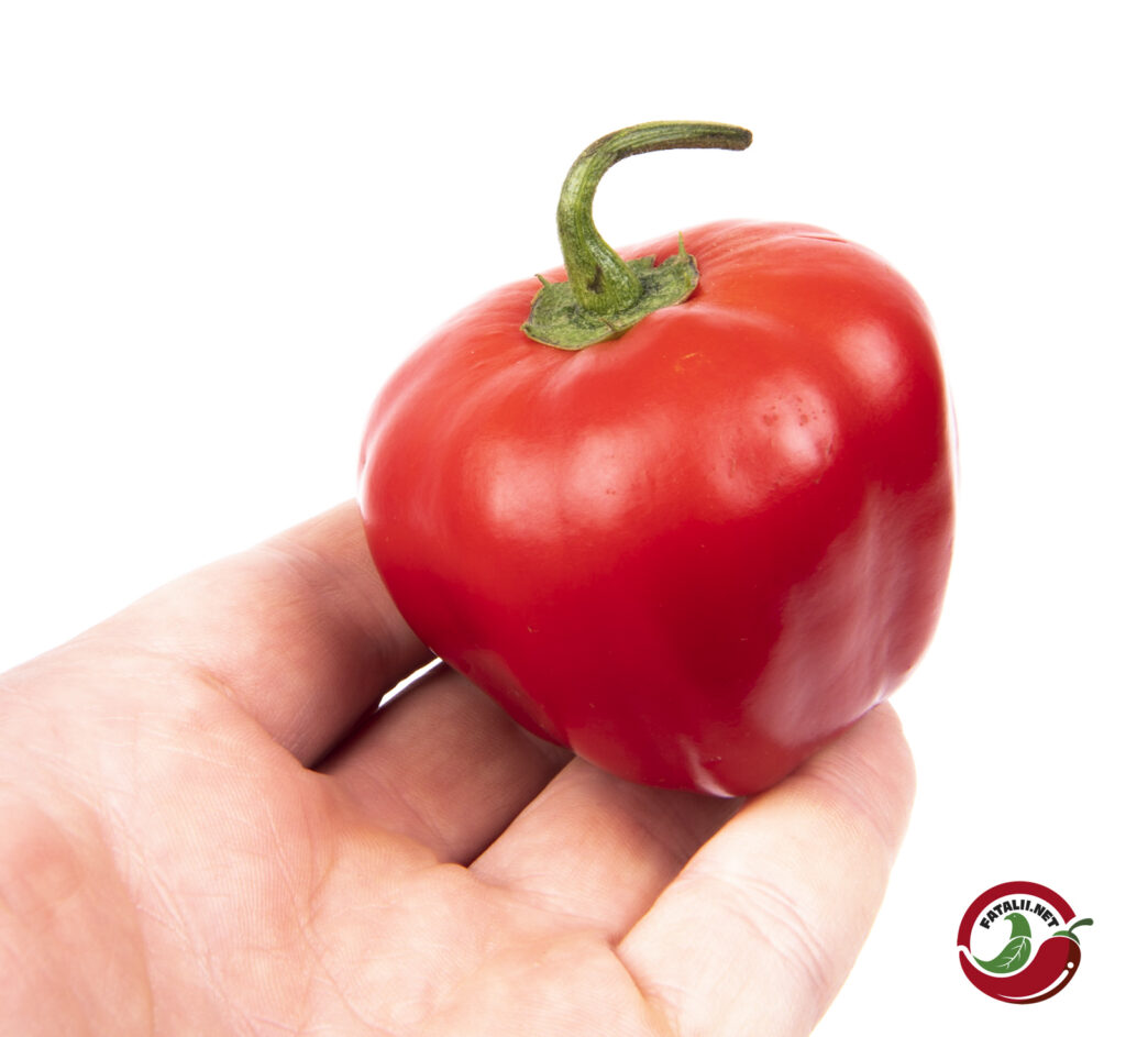 Rocoto, Red Peruvian – Fatalii Seeds